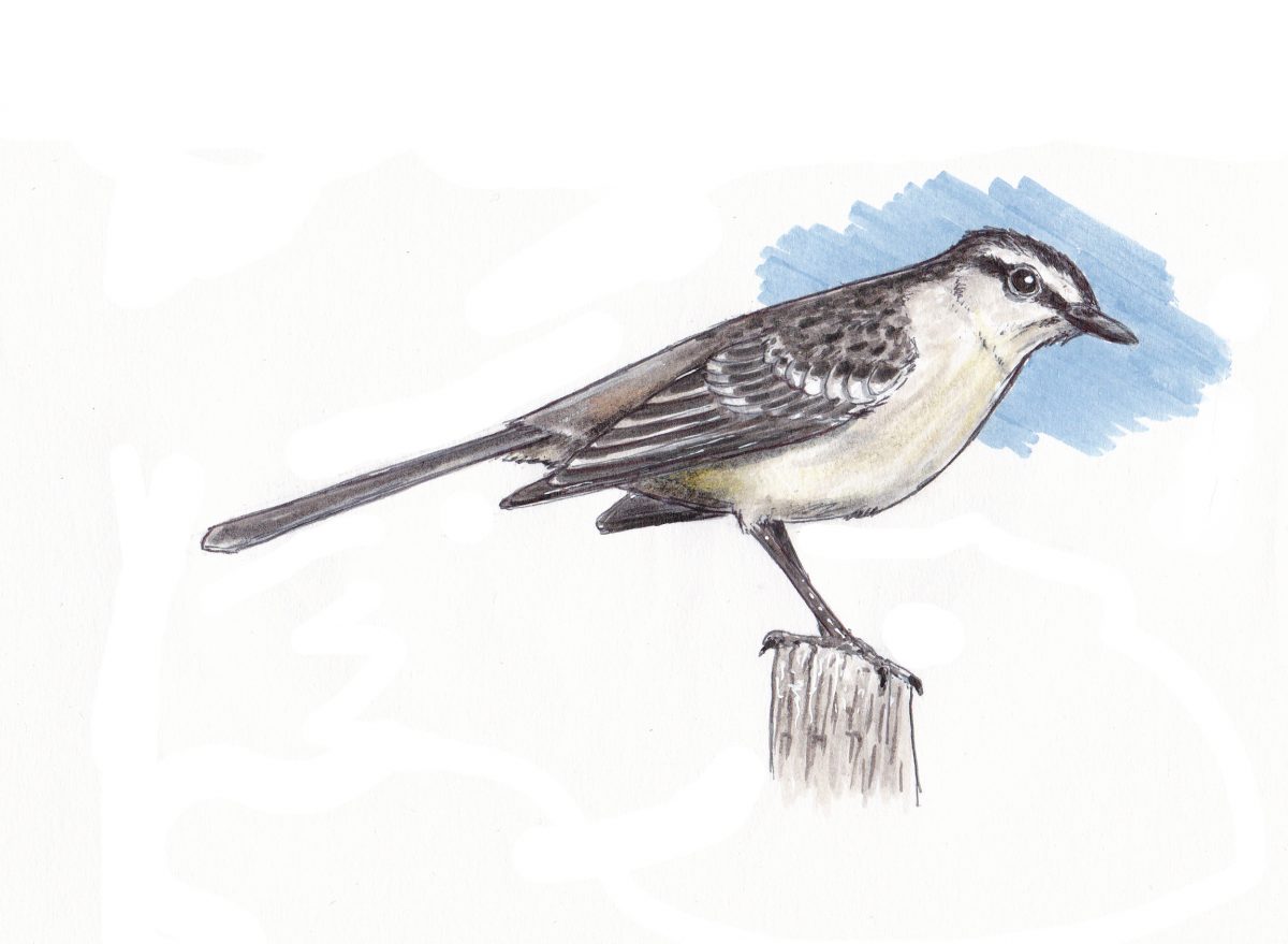 Día Nacional del Ave – Museo Ciencias Naturales