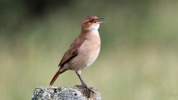 Los horneros poseen el órgano vocal con más fuentes sonoras de todo el ...