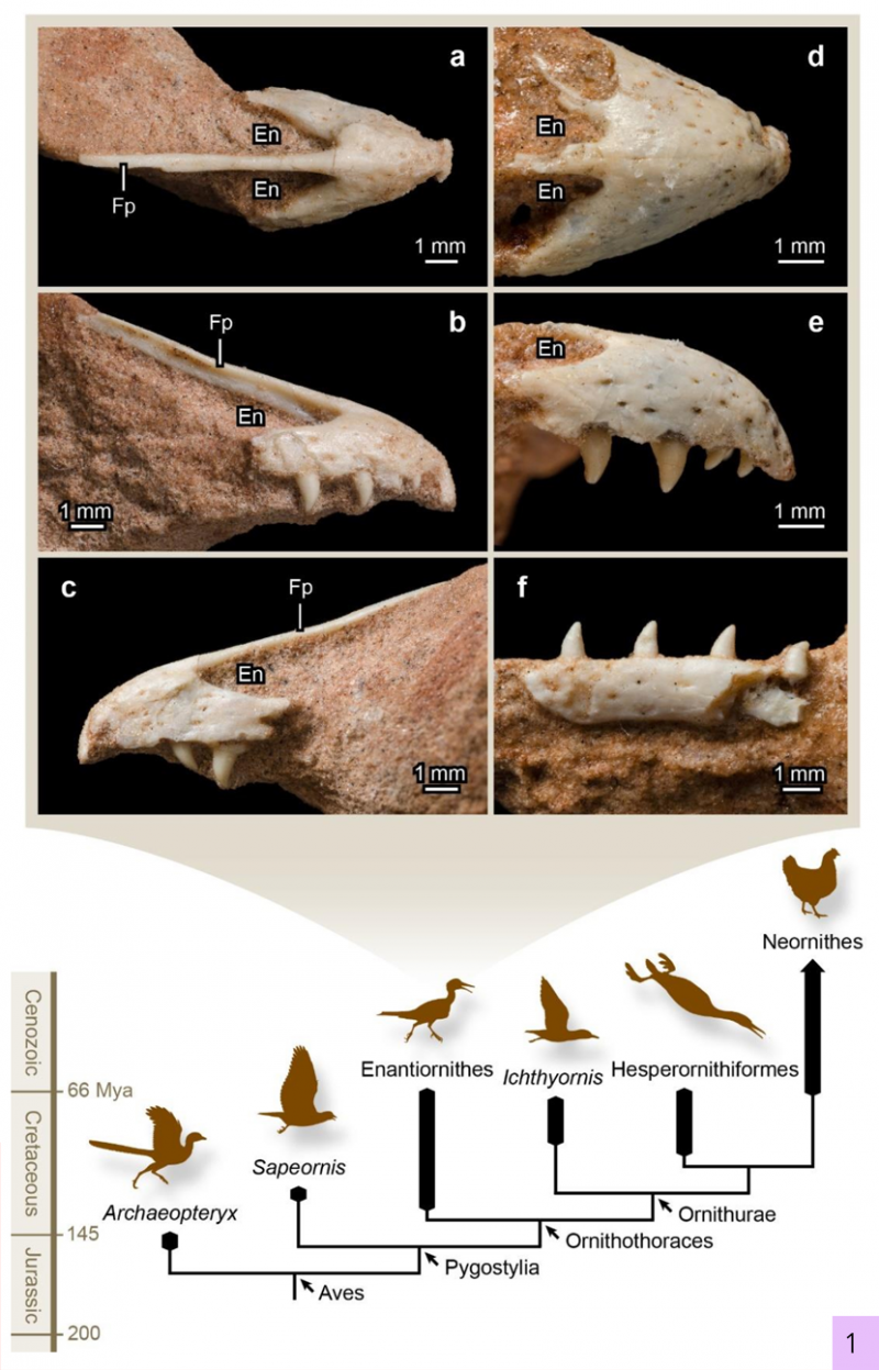 Aves con dientes en el Cretácico Superior de América del Sur – Museo de ...