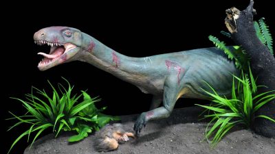 El antepasado más antiguo de las aves y los dinosaurios está ahora en ...
