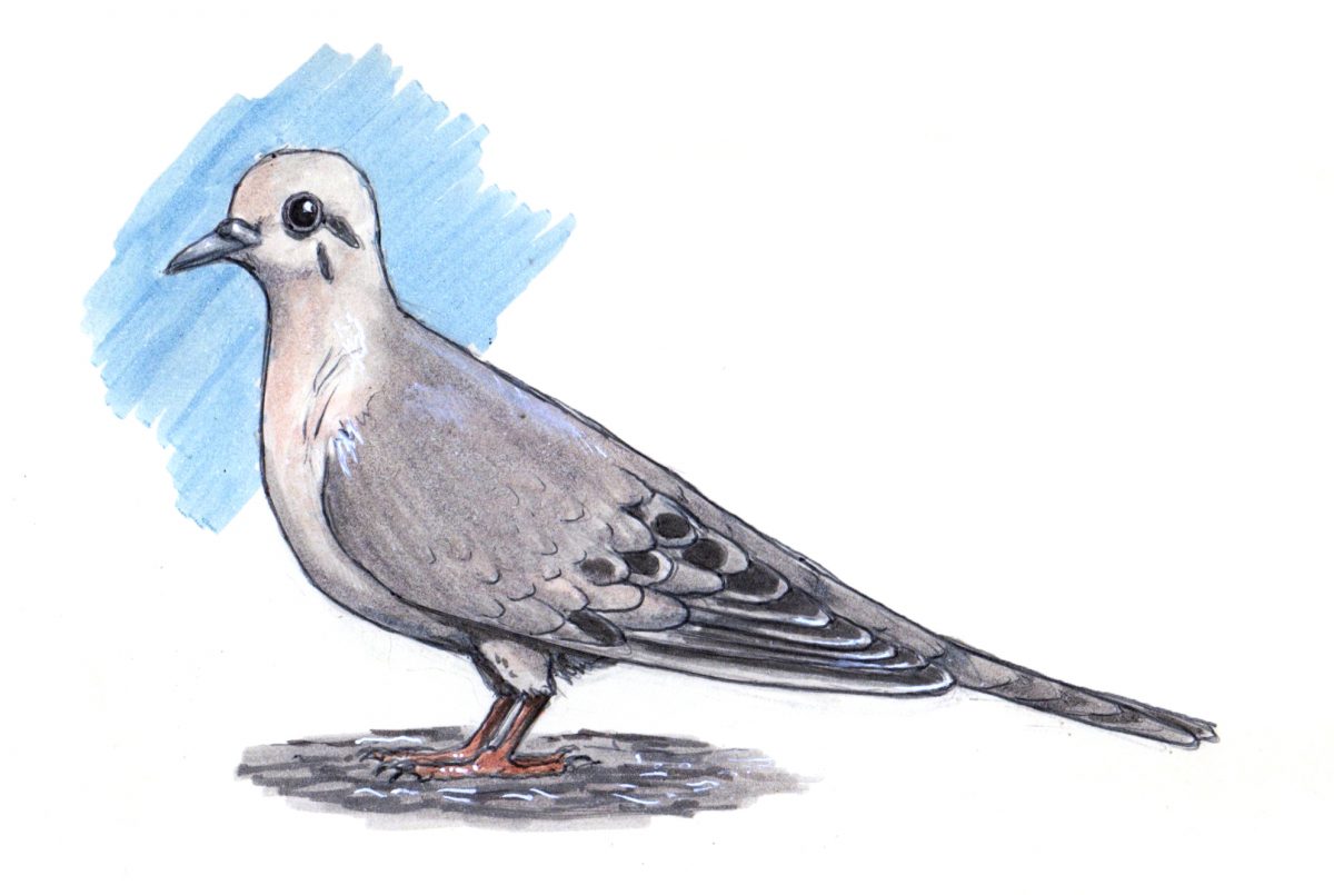 Día Nacional del Ave – Museo Ciencias Naturales