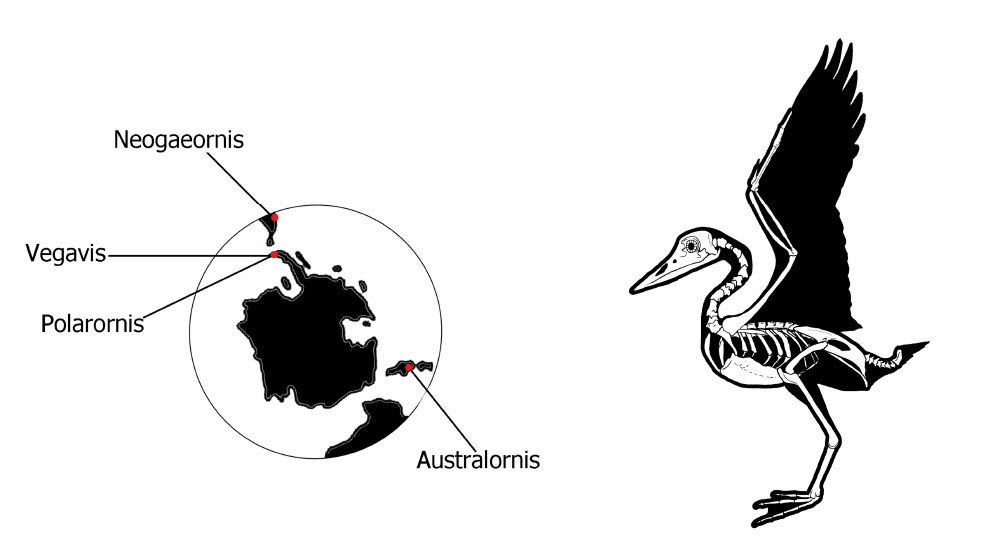 Describen por primera vez una familia de aves modernas que convivió con ...
