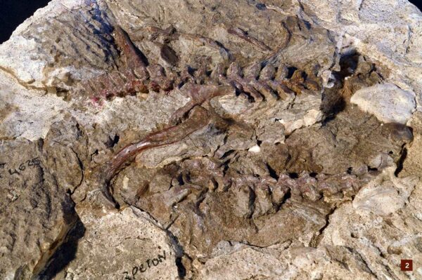 El misterioso origen de los pterosaurios iluminado por un grupo de ...
