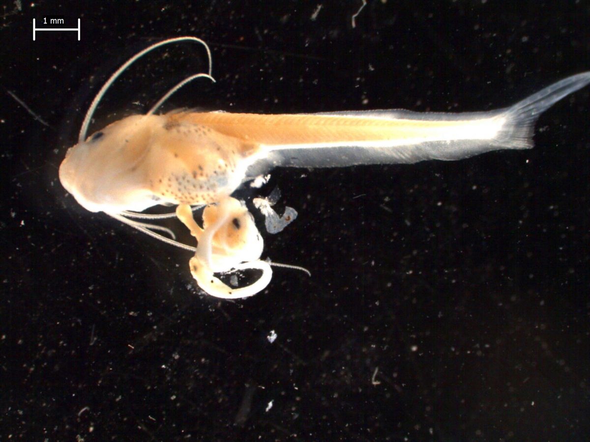 ¿De qué se alimentan las larvas de peces? – Museo de Ciencias Naturales