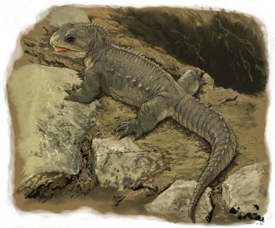 A la sombra de los dinosaurios: un nuevo esfenodonte de Brasil es el ...